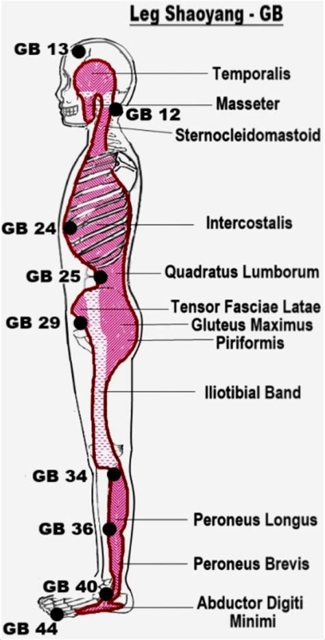 Gordon Wallis On Linkedin Piriformis Trigger Point Deactivation Done