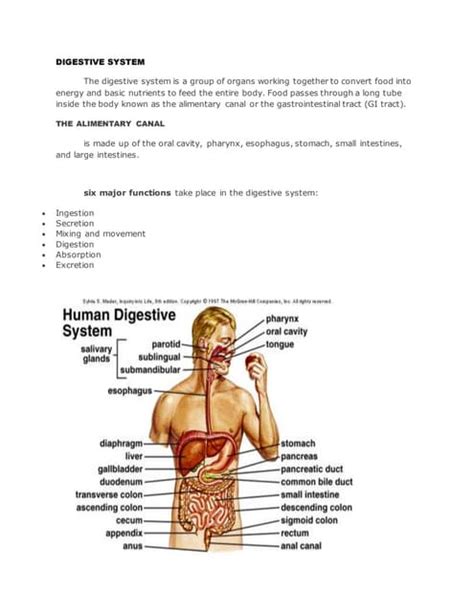 Duck Digestive System Pptx