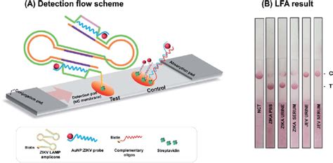 Lateral Flow Assay For The Zikv Rt Lamp Amplicons A Detection Flow