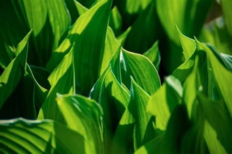 Bringing Back Billion Year Old Enzymes Reveals How Photosynthesis