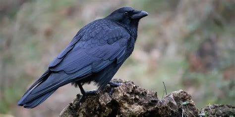 Descubre Los Cuervos Su Historia Y Significado Profundo