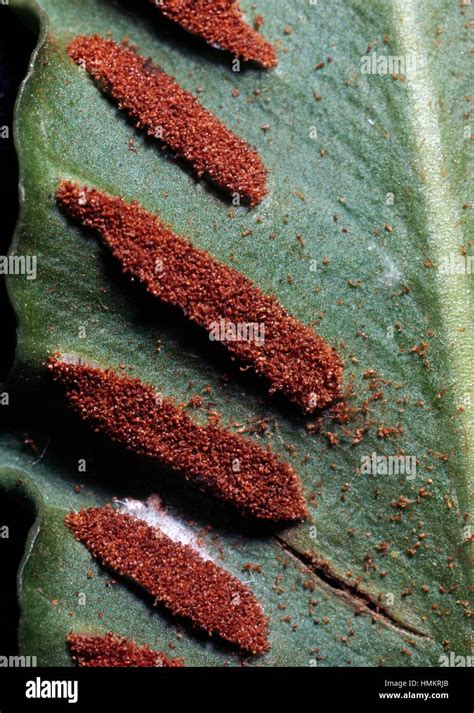 Harts Tongue Fern Frond With Sori Asplenium Scolopendrium