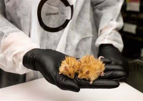 Company Creates ‘woolly Rat In Step To Bring Mammoths Back To Life By 2028