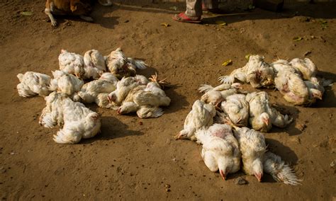 Bird Flu Outbreak In Ap Triggers Strict Measures Telangana Today