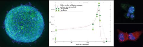 Laboratory Of Radiobiology Cellular Computational And Integrative Biology Cibio