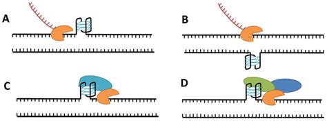 Schematic Representations Of A G Quadruplexes Containing One Download Scientific Diagram