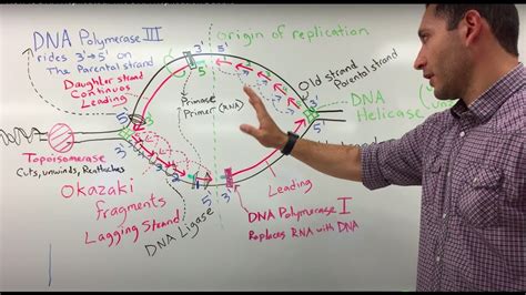 Dna Replication Bubble Diagram