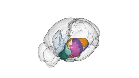 A Molecular Atlas Of The Adult Mouse Brain Striatum Youtube