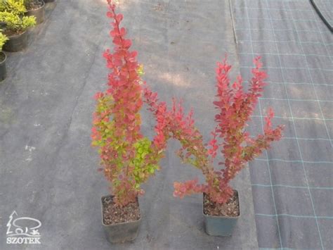 Berberys ORANGE PILLAR Żywopłot Kolumnowy pokrój - 8258913038 ...