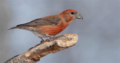 Red Crossbill Identification All About Birds Cornell Lab Of Ornithology
