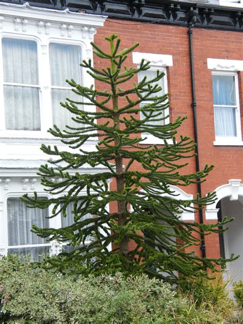 Hull And Hereabouts Who Put The Monkey In The Monkey Puzzle Tree