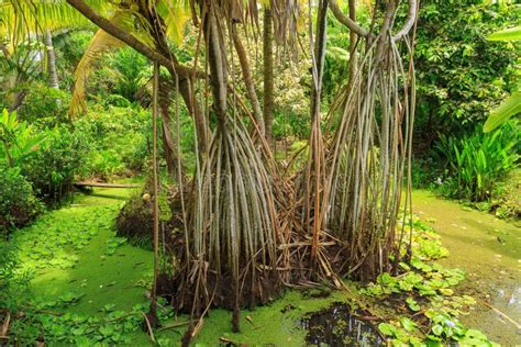 The Prop Roots Of A Pandanus Tree Stock Image Image Of Jungle Swamp