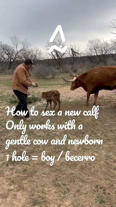 How To Sex A New Calf Youtube