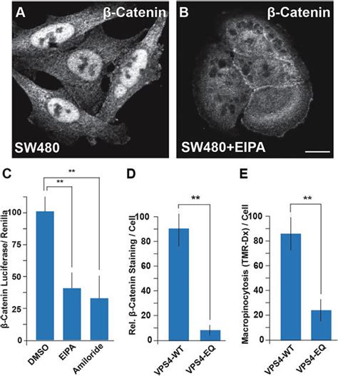 4 Nuclear accumulation of β catenin in colorectal cancer cells requires