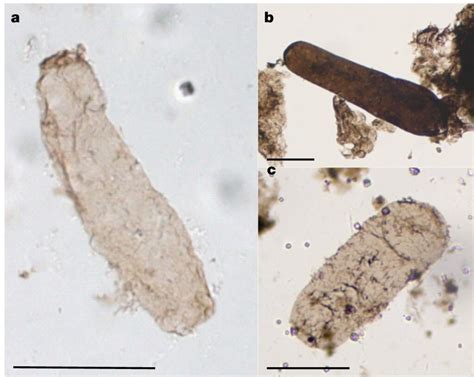 Fossil Cells Provide Evidence Of Early Oxygenic Photosynthesis On Earth