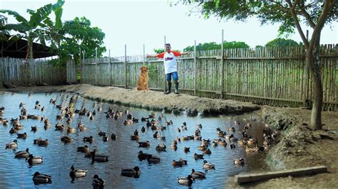 Pateros Duck Farm
