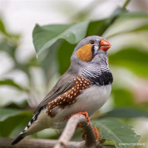 Zebra Finch Taeniopygia Guttata — Conductvision Conductscience