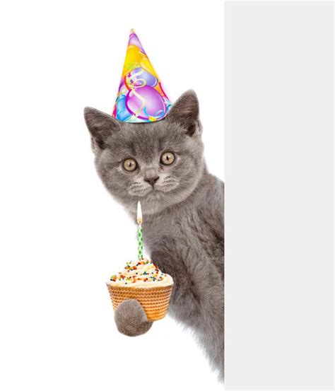 100 Best Happy Birthday Cat Memes Images Artofit