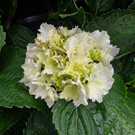 Onyx™ Zebra Mophead Hydrangea Gasper Home And Garden