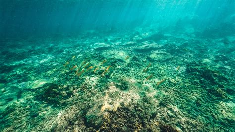 Coral Reefs Sea Turtle Conservancy