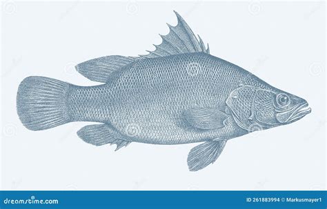 Nile Perch