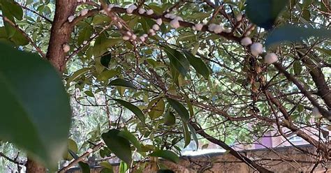 White Blobs On Lilly Pilly Album On Imgur