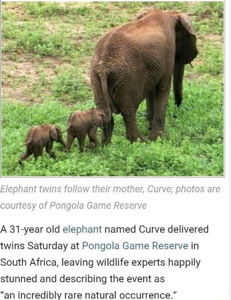 Elephant Twins Follow Their Mother Curve Photos Are Courtesy Of Pongola Game Reserve A 31 Year