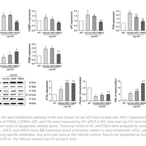 LC ESI QTOF MS Chromatograms Of MED A Total Ion Chromatogram TIC Download Scientific