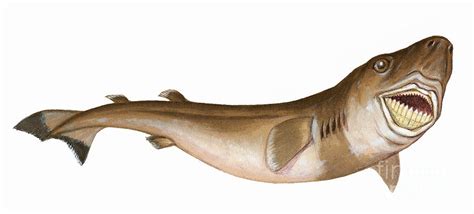 Cookiecutter Shark
