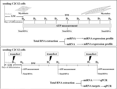 Experimental Scheme A Atp Measurement And Expression Profiling Of