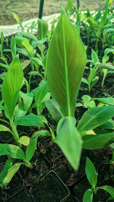 Dr Babu Rao Karasala Auf Linkedin Musa Siam Ruby Available Both In Primary Hardening Exagar