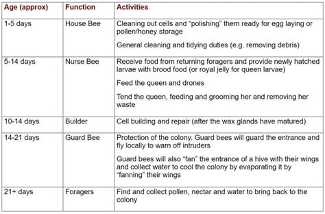 Honey Bee Sexes Barnsley Beekeepers