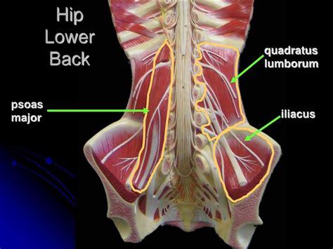 Name Of Lower Back To Hip Muscles Stretch Hip Flexors To Fix Tilted