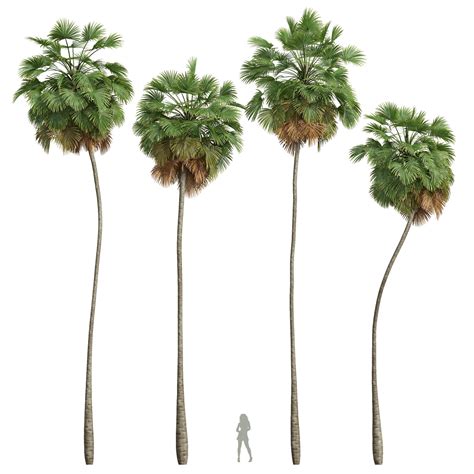 Artstation New Plant High Detail Borassus Flabellifer Resources