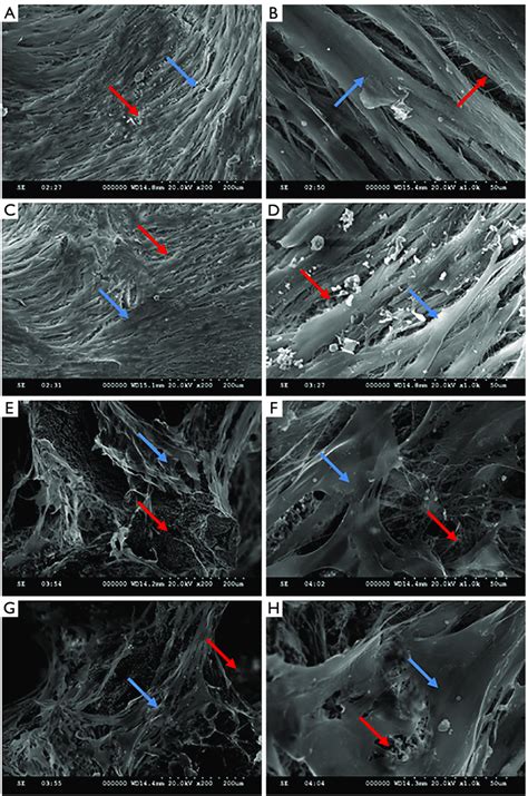 The Cell Growth On The Materials Was Examined By Sem Sem Scanning