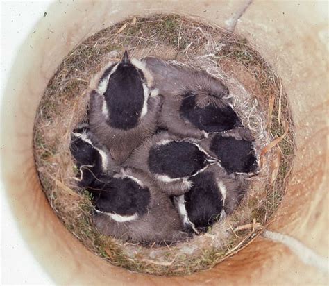 Chickadee Egg