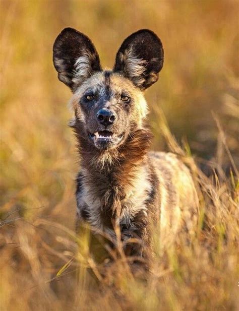 Como Se Llaman Los Perros Salvajes Africanos Bebes