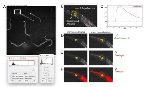 Automated Multimodal Stimulation And Simultaneous Neuronal Recording From Multiple Small Organisms