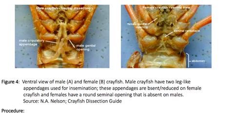Male Crayfish Ventral Dissection Female Crayish