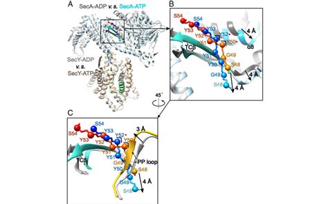 Movements Of The Polypeptide Substrate And Clamp A Superimposition