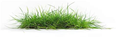 Premium Photo Realistic Fresh Green Grass Isolated Against A White