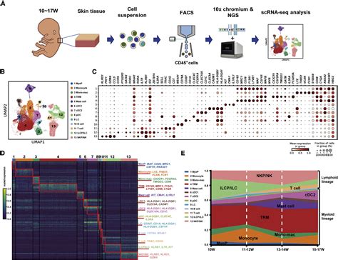 Single Cell Transcriptome Analysis Reveals The Dynamics Of Human Immune