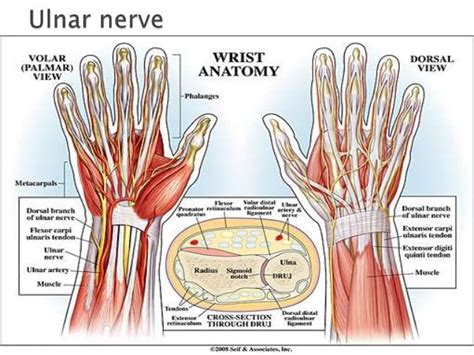 Ulnar Nerve Anatomy Diagram Radius And Ulna Anatomy And Function Bbztx