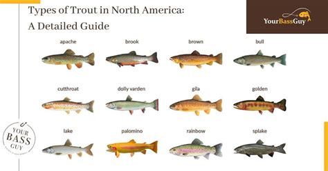 Types Of Trout North American Trout Species Broken Down