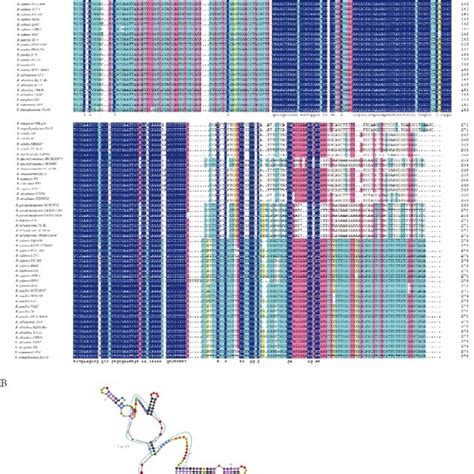Sequence Conservation And Secondary Structure Of Bvs091 A Sequence Download Scientific