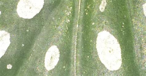 Begonia Maculata Album On Imgur