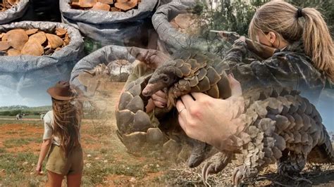The Real Life Fight To Save Pangolins Tony Park News