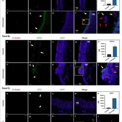 Increase In The Presence Of Igg Subclasses In Immunized Mice Balb C