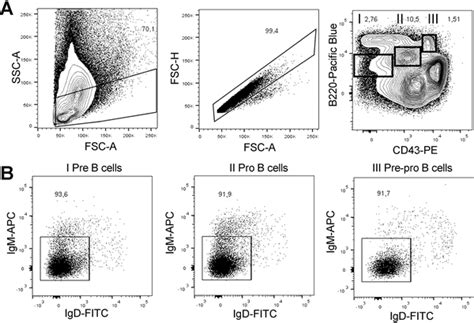 Discrimination Of B Cell Progenitors In Bm Single Cell Suspensions