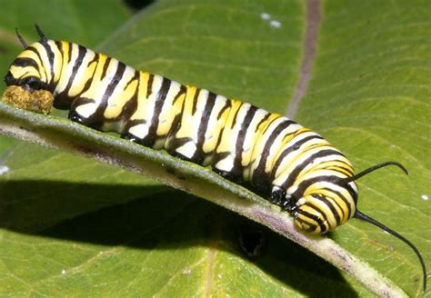 Sources The Life Cycle Of A Butterfly